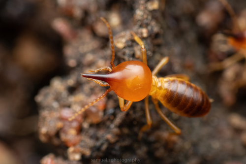 Common Snout Termites (Genus Trinervitermes) · iNaturalist Guatemala