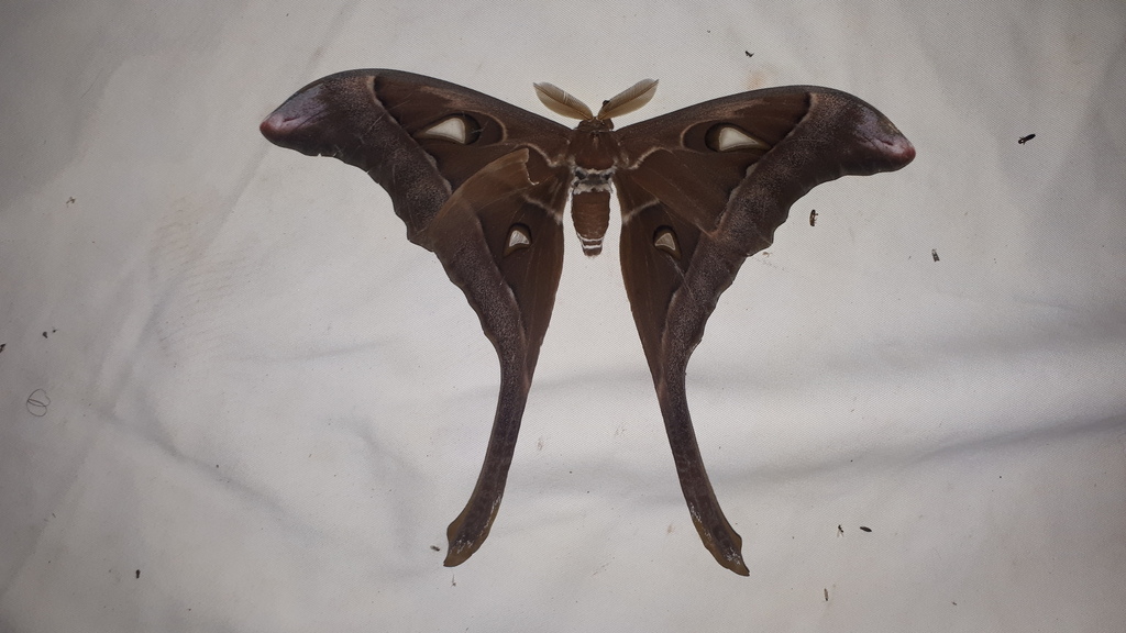 Hercules Moth from Kuranda QLD 4881, Australia on November 27, 2022 at ...