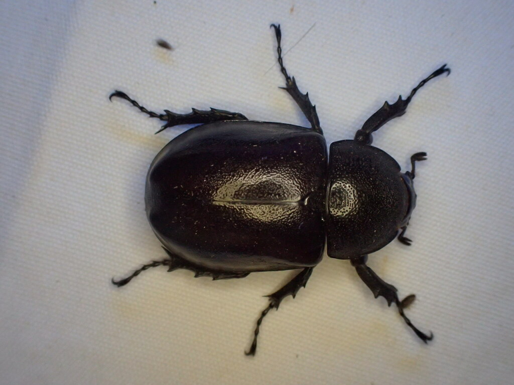 East Australian Rhinoceros Beetle from Kuranda QLD 4881, Australia on ...