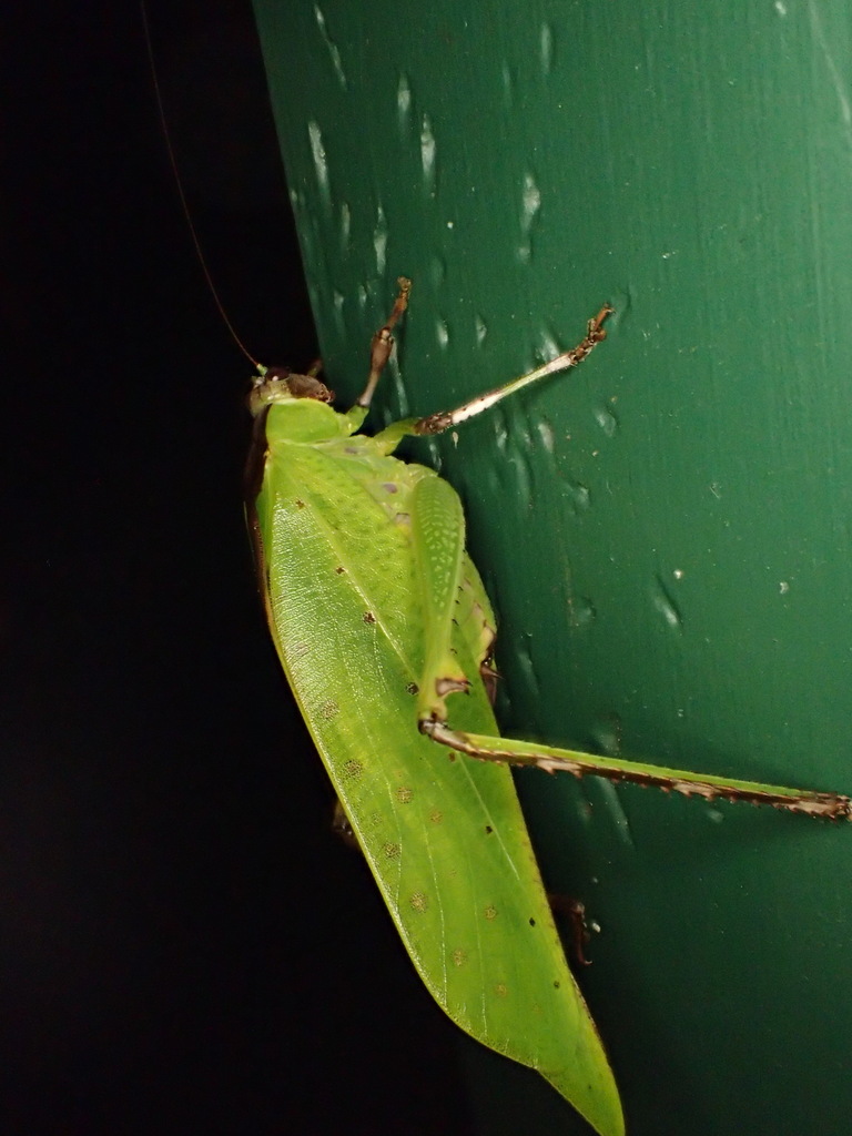 Kuranda Spotted Katydid in November 2022 by Mark Hura · iNaturalist
