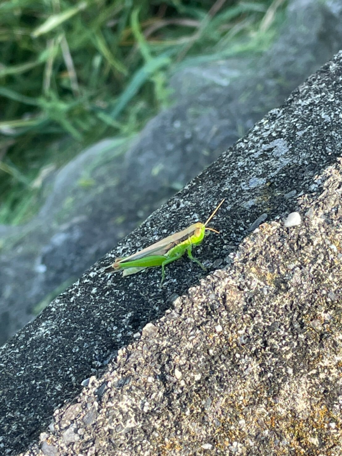 Oxya chinensis (Thunberg, 1815)
