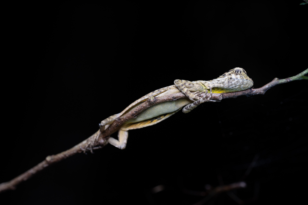 White Spotted Flying Lizard from 菲律賓保和比拉尔 on December 5, 2022 at 06:33 ...