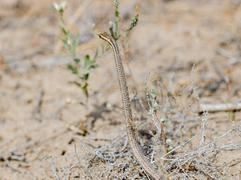 Steppe Ribbon Racer from Балхашский район, Казахстан on May 24, 2022 at ...