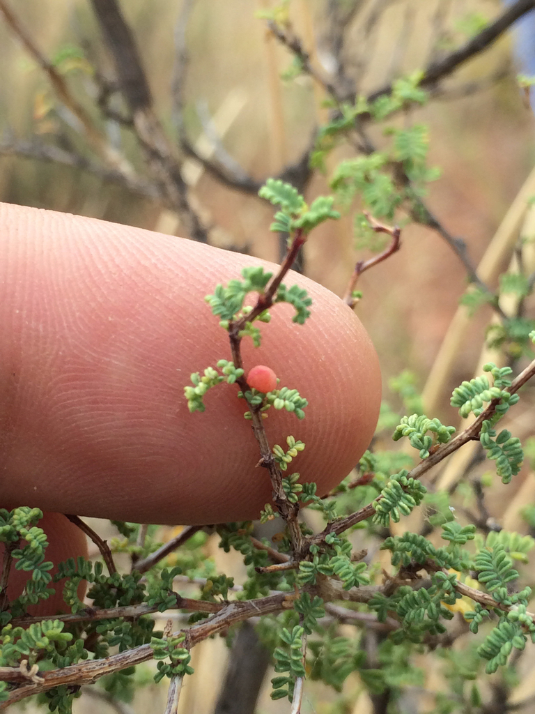 feather dalea (Northeastern New Mexico Piñon-Juniper Woody Plant ...