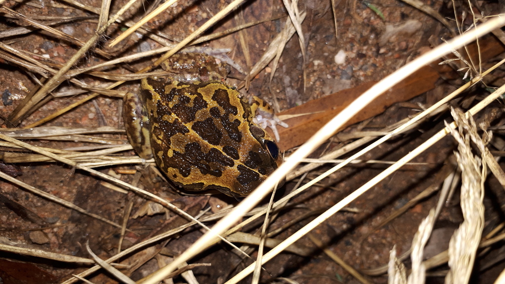 Short-footed Frog from Reid River QLD 4816, Australia on November 29 ...