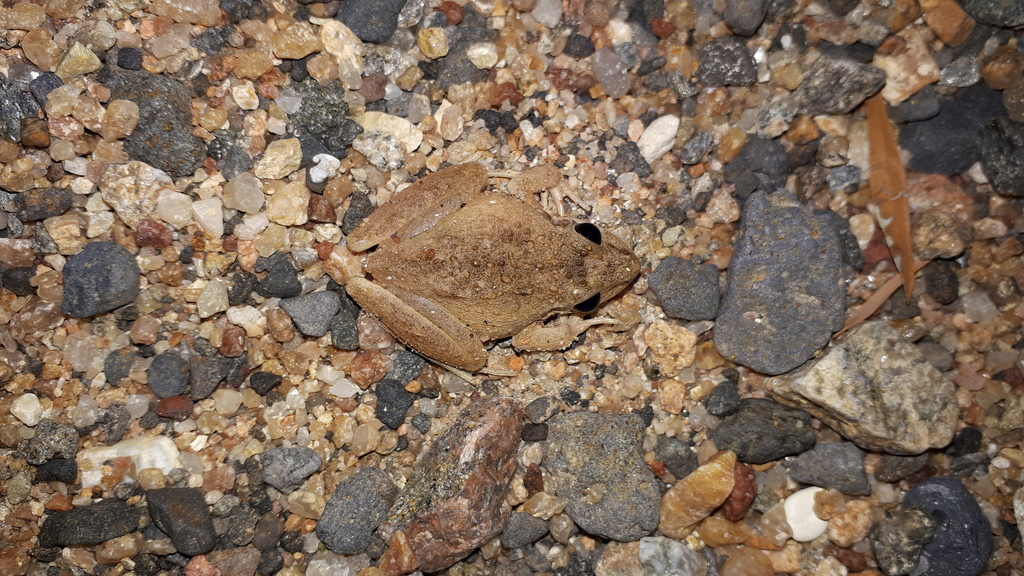 Bumpy Rocket Frog from Porcupine QLD 4821, Australia on November 22 ...