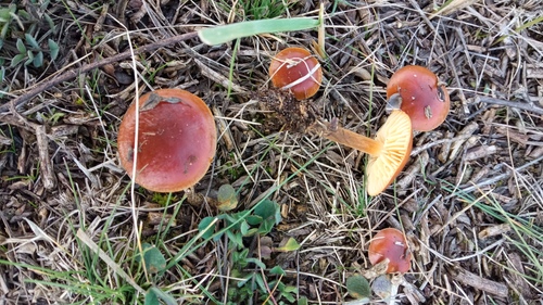 Flammulina ononidis · iNaturalist