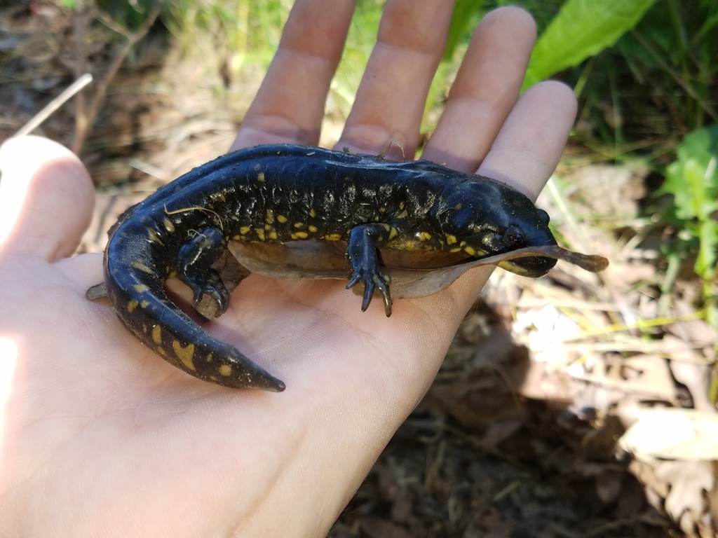 Tiger Salamander in August 2018 by Dave · iNaturalist