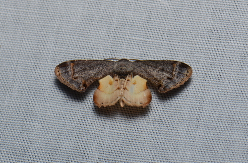 Phazaca erosioides · iNaturalist