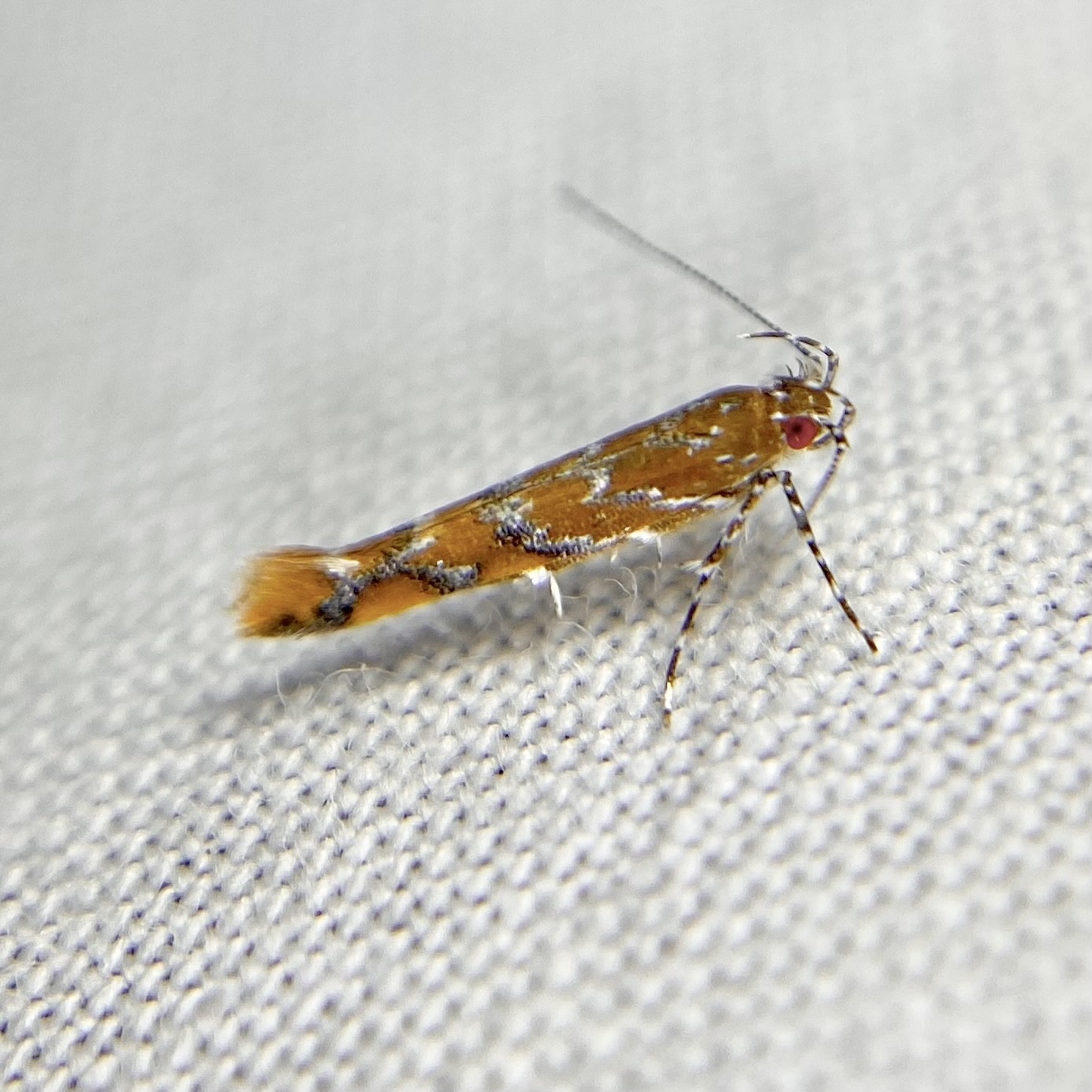 Labdia cyanogramma (Meyrick, 1897)