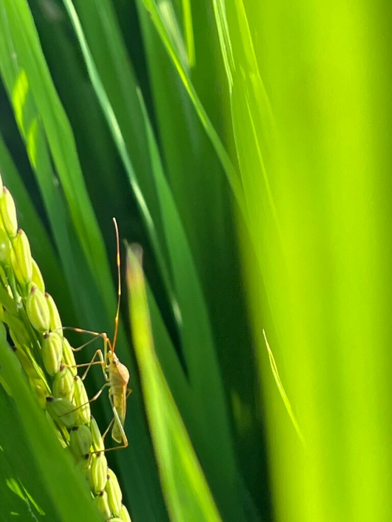 Paddy Bug from 983台灣花蓮縣富里鄉 on September 26, 2022 at 08:22 PM by ...