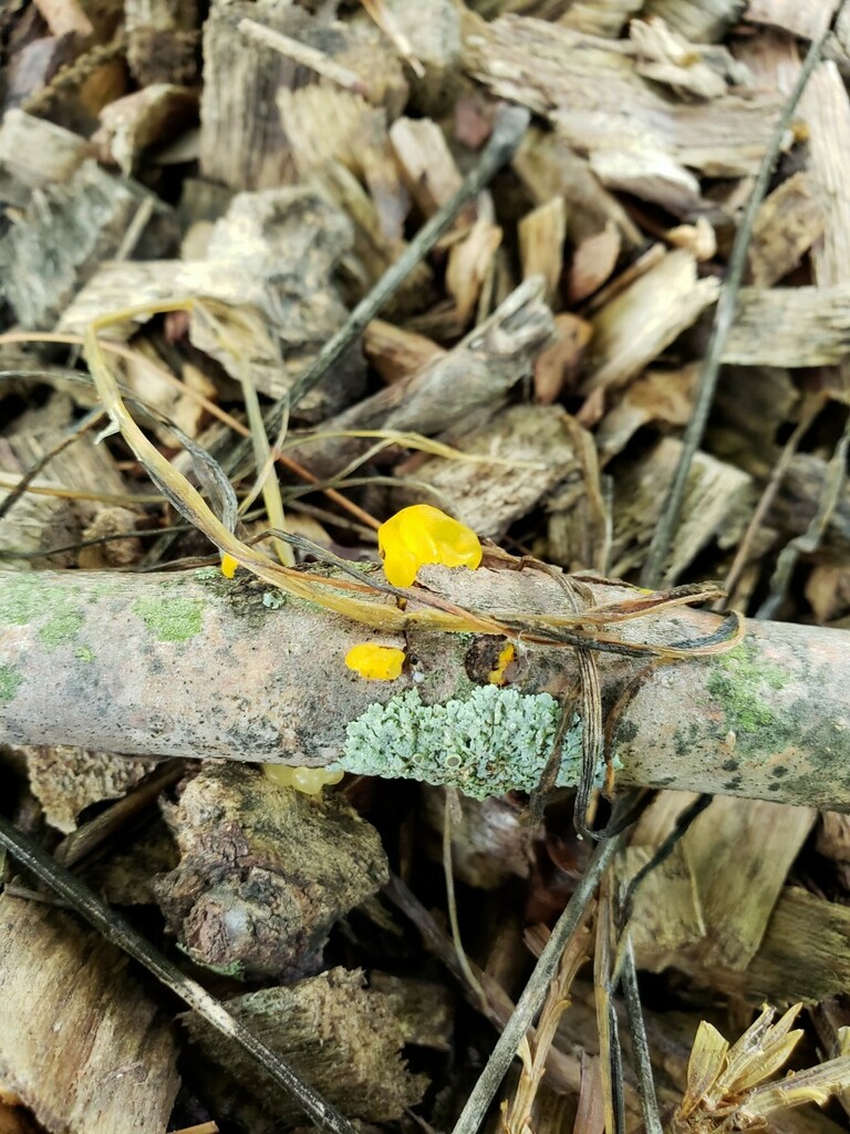 witch's butter from 1580 West State Street, West Lafayette, Indiana ...