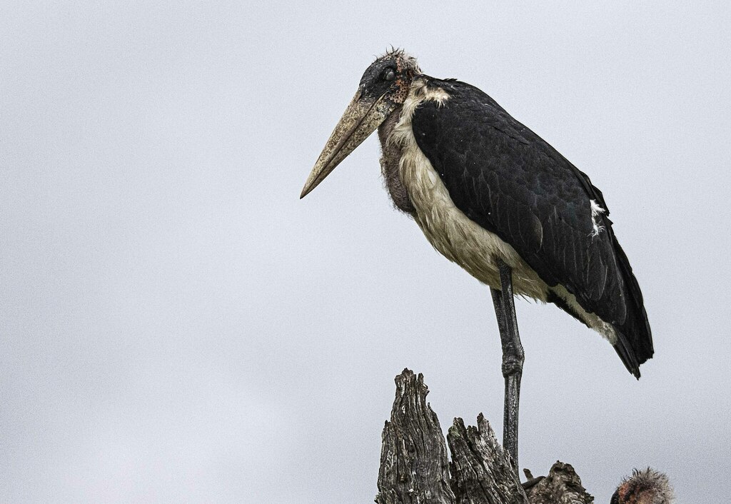 Marabou Stork from Mopani District Municipality, South Africa on ...