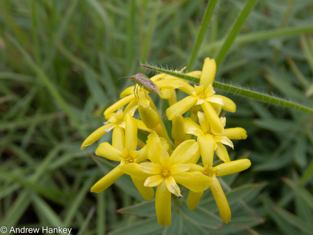 Poison Curryflower from Zululand, KwaZulu-Natal, South Africa on ...