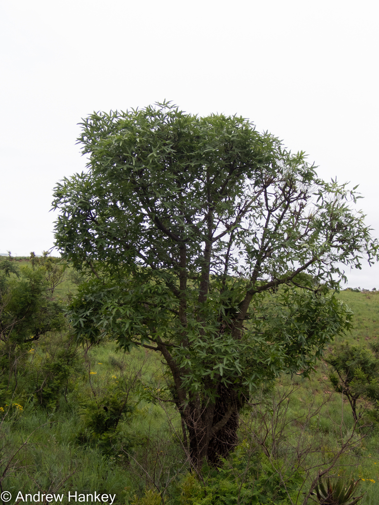 Five-Finger Tree from Zululand, KwaZulu-Natal, South Africa on December ...