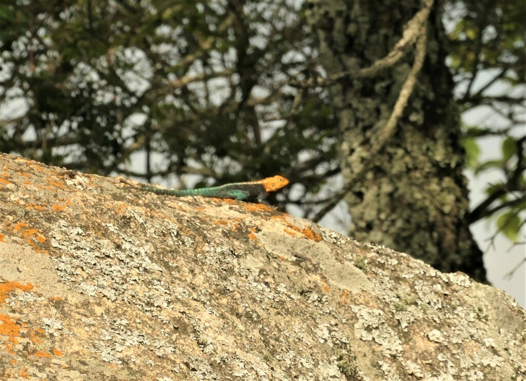 Kirk's Rock Agama from Tsindi Ruins, Murehwa, Zimbabwe on December 07 ...