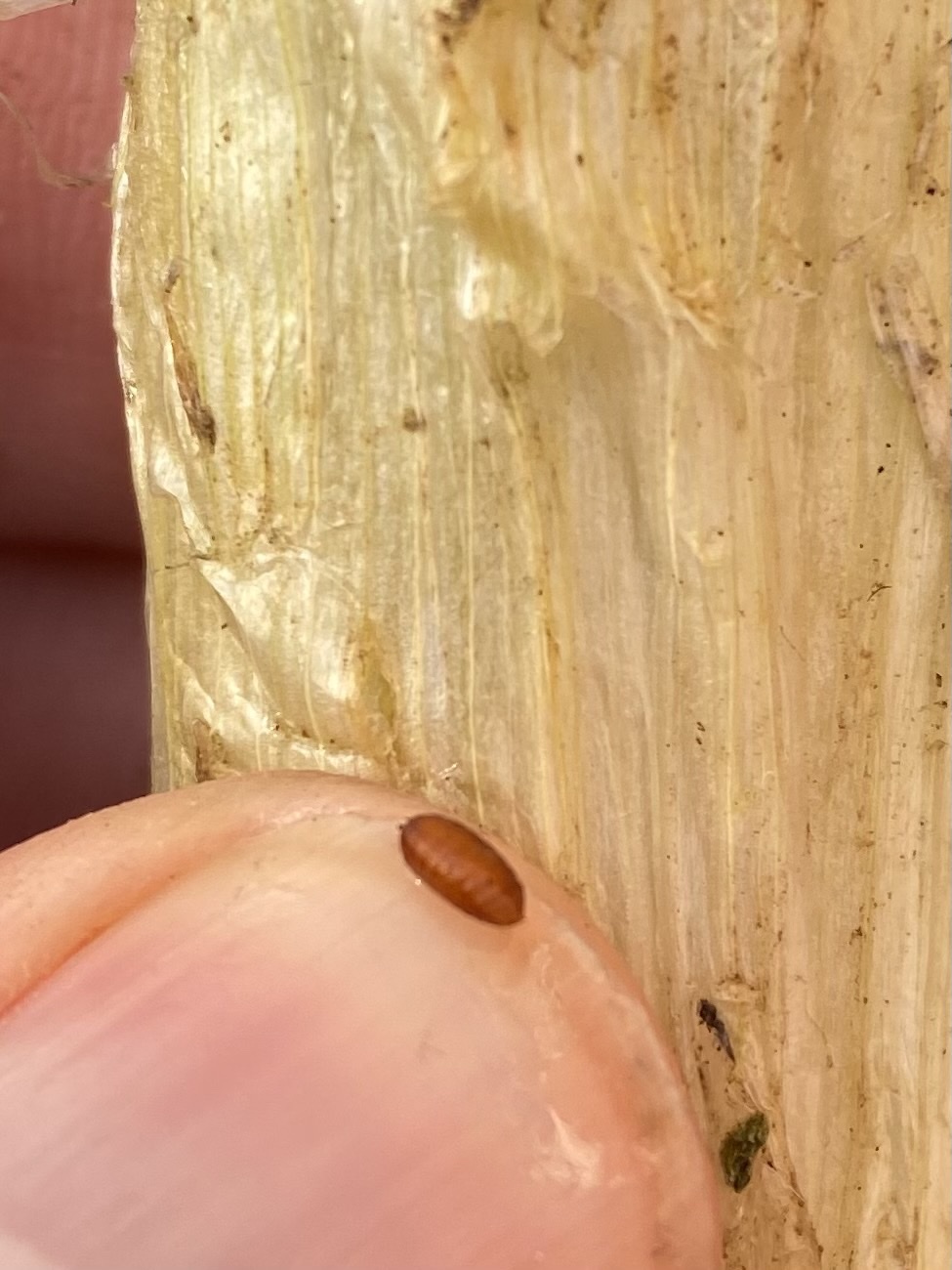 Napomyza Westwood, 1840