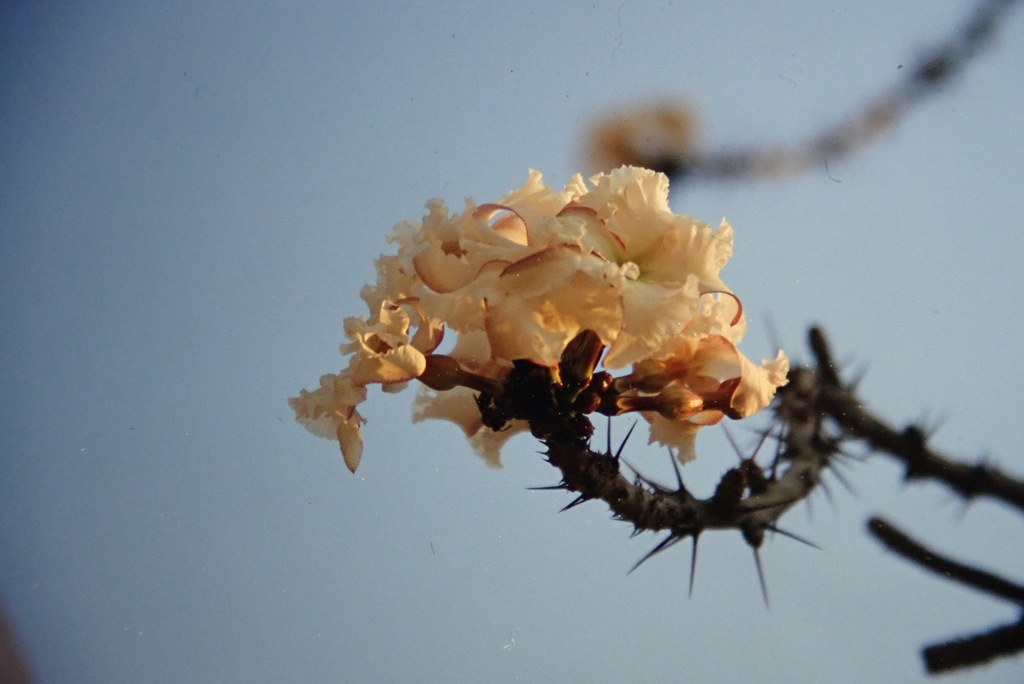 bottle tree from Kunene, Namibia on September 30, 2000 by Dirk Mezger ...