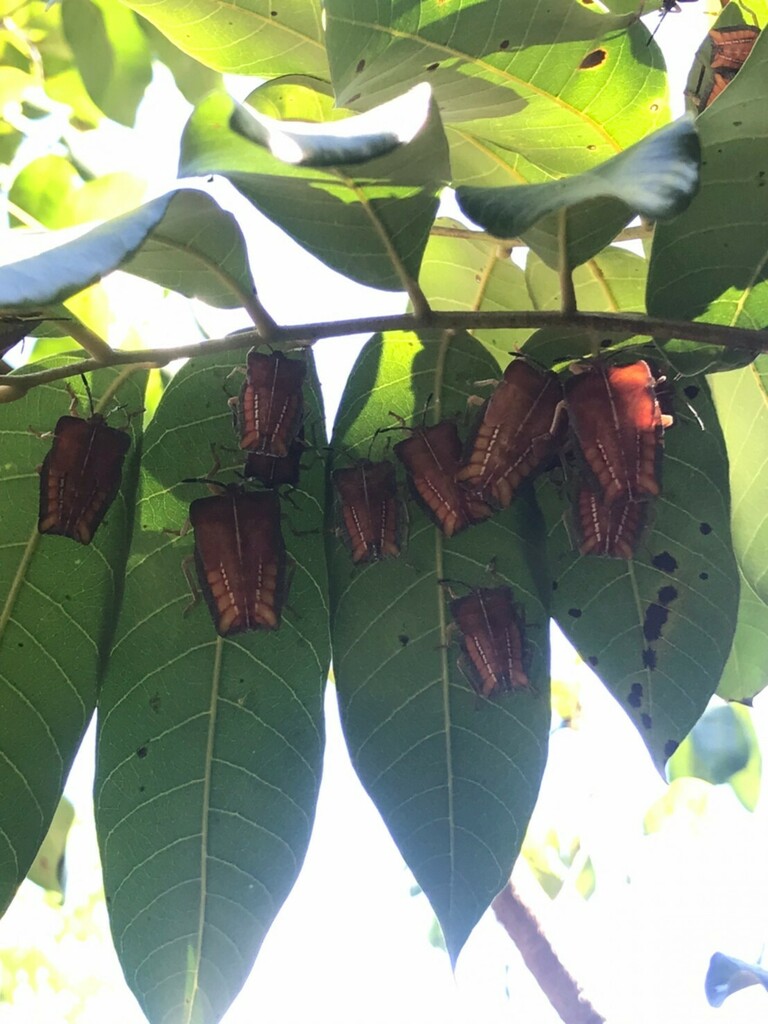 Lychee Stink Bug from 983台灣花蓮縣富里鄉 on August 12, 2022 at 09:58 PM by ...