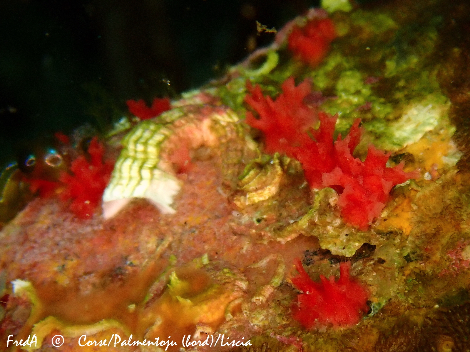 Miniacina miniacea (Pallas, 1766)