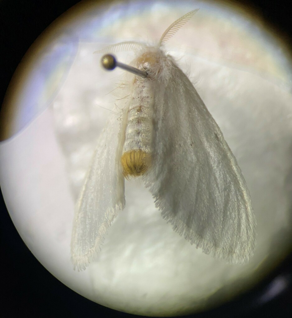 Timber Moths in December 2022 by andrew_eliot. Caught with net, using ...
