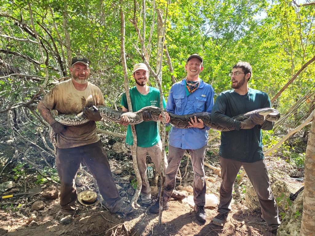 Burmese Python from North Key Largo, FL 33037, USA on November 1, 2022 ...