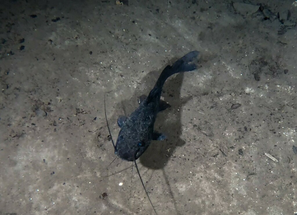 Pale Catfish from Cenote Xbatun, YU, MX on May 28, 2022 at 08:10 AM by Yucatan Dive Center ...