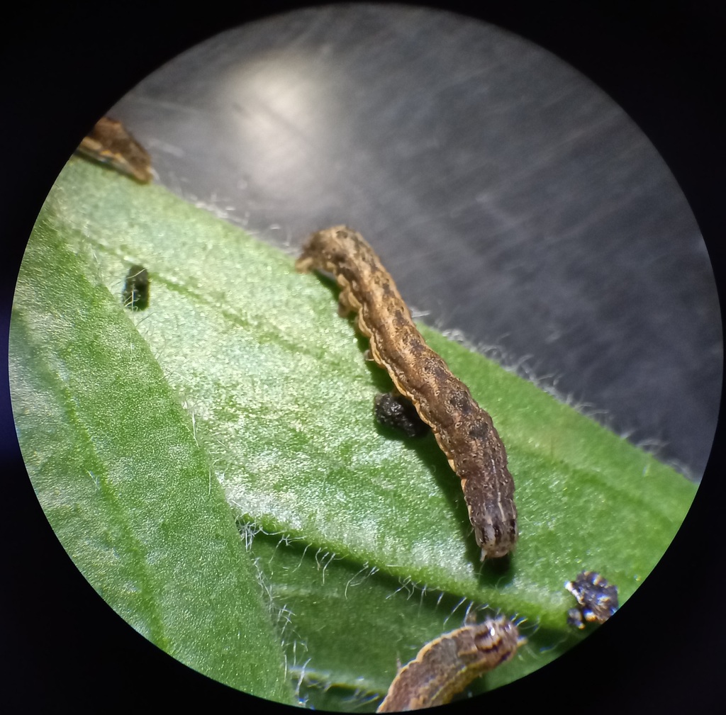 Lesser Yellow Underwing from Escola Secundária José Gomes Ferreira on ...