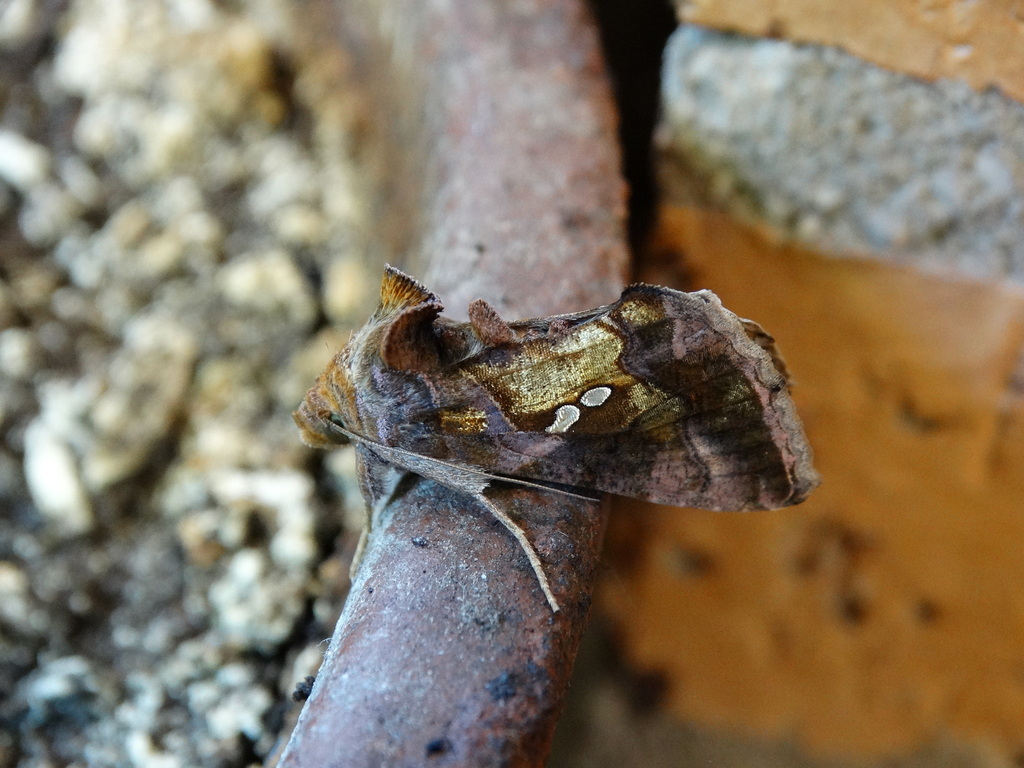 Tomato Looper from Santander, Cantabria, España on October 26, 2016 at ...