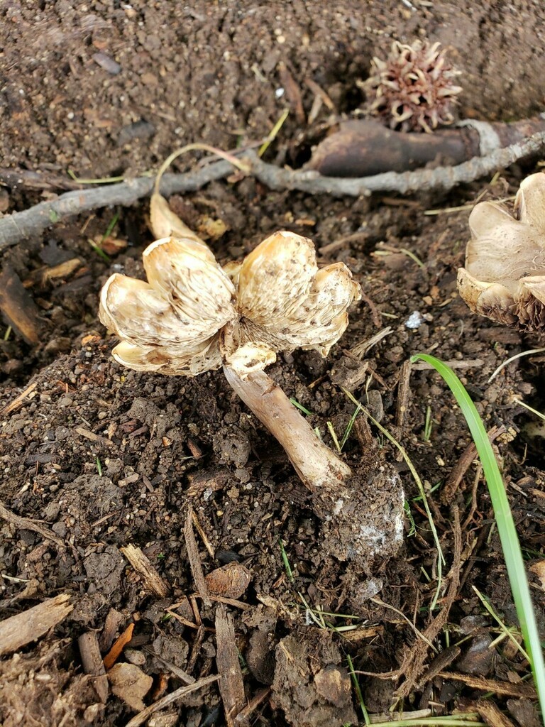 inky mushroom from 610 Purdue Mall, West Lafayette, Indiana, 47907 ...