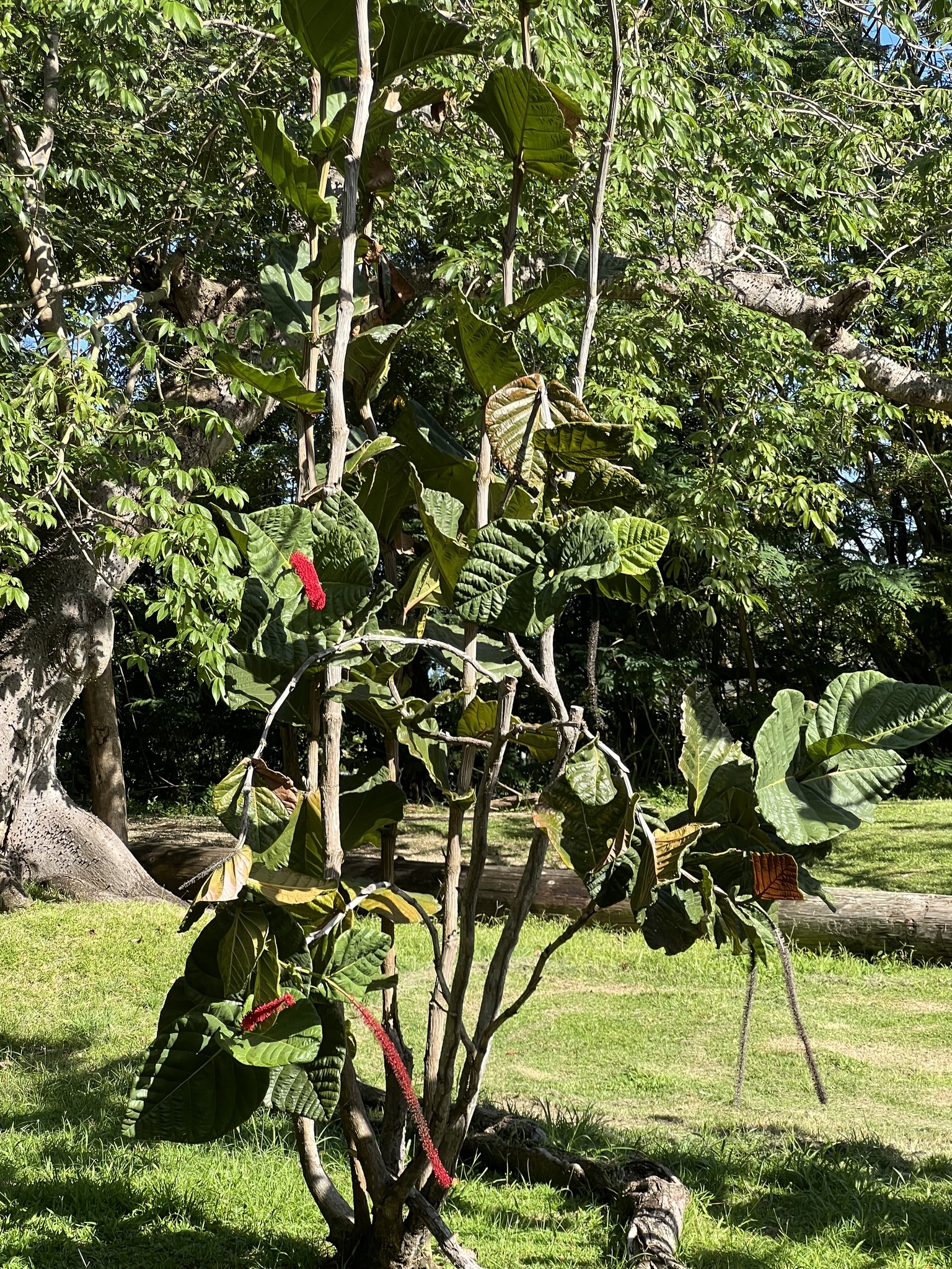 Coccoloba rugosa Desf.