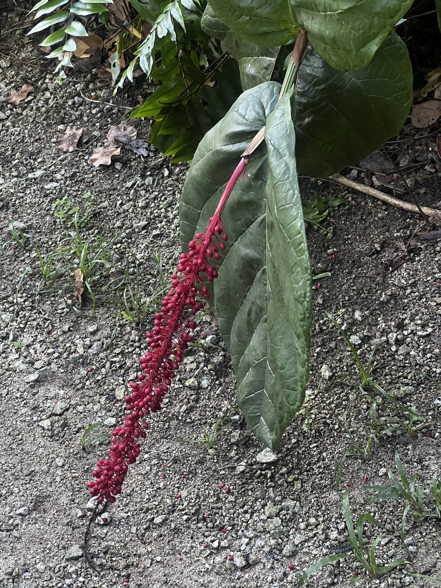 Coccoloba rugosa Desf.