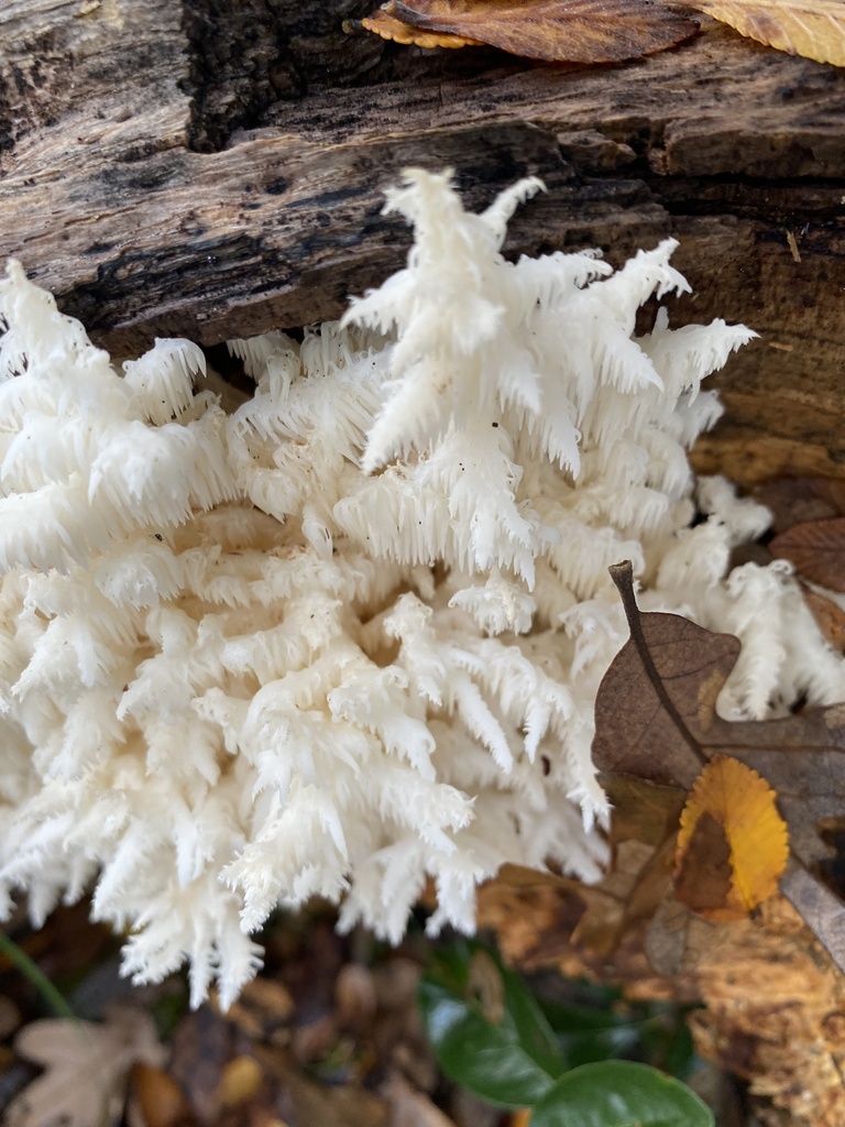 Coral tooth fungus from River Legacy Park, Arlington, TX, US on ...