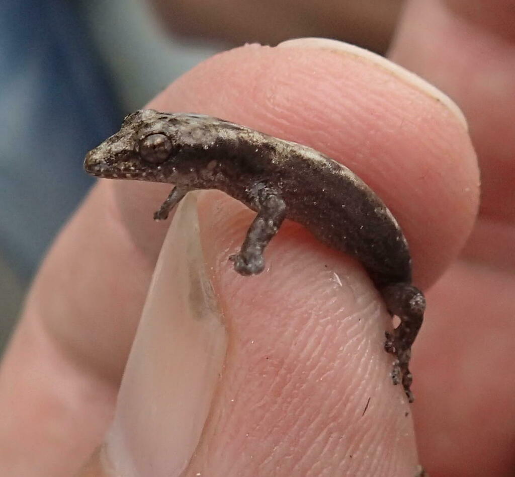 Beach Scaly-toed Gecko from Sotheast Maluku Regency, Maluku, Indonesia ...