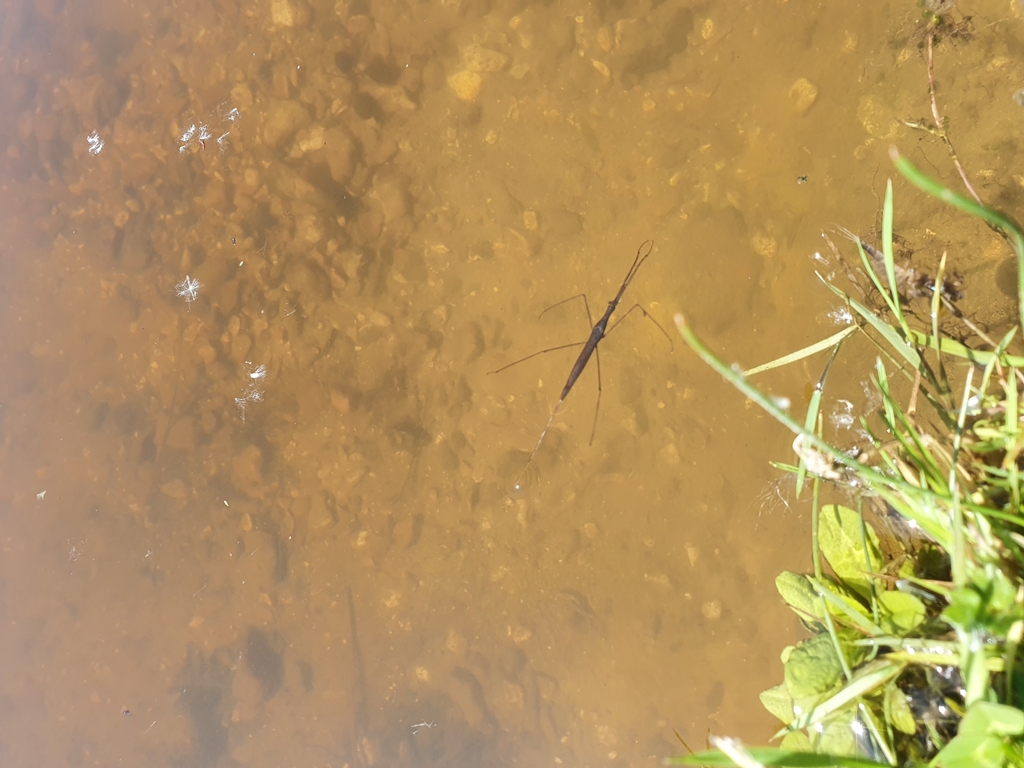 Ranatra linearis from Egham on May 31, 2021 at 11:56 AM by matilda ...
