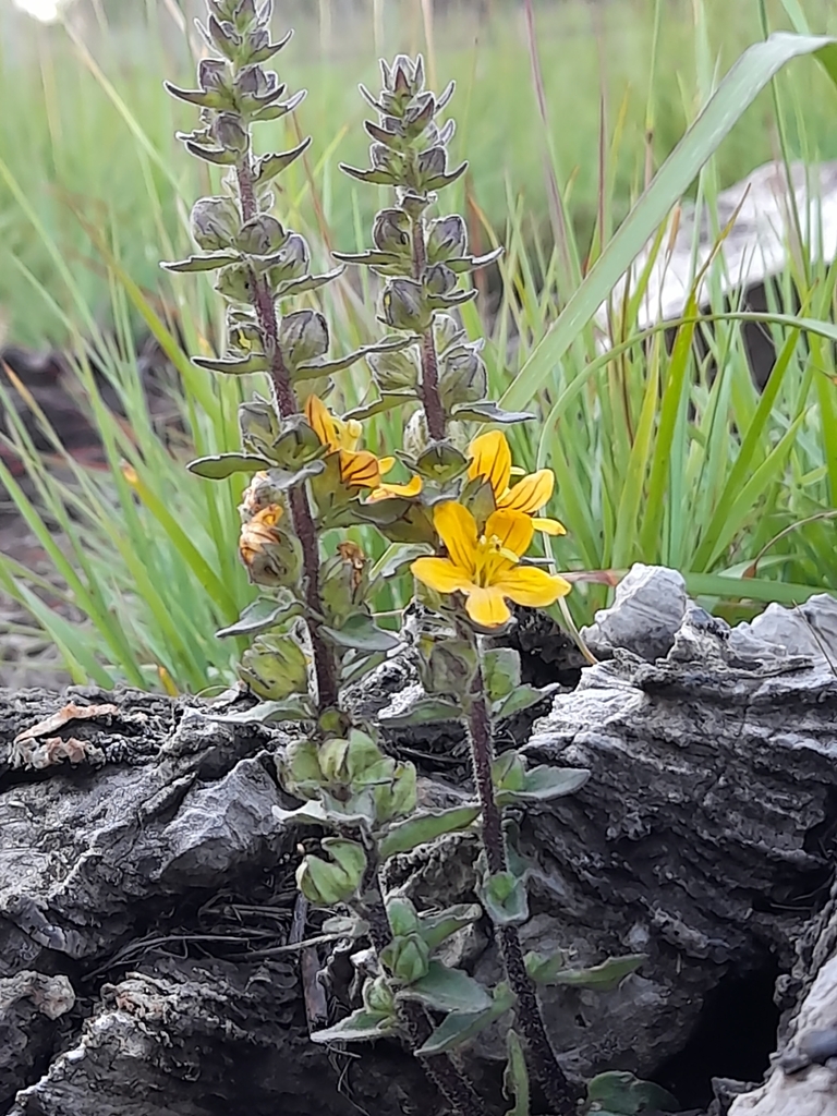 Cowpea witchweed from Sterkfontein DMA, South Africa on December 09 ...