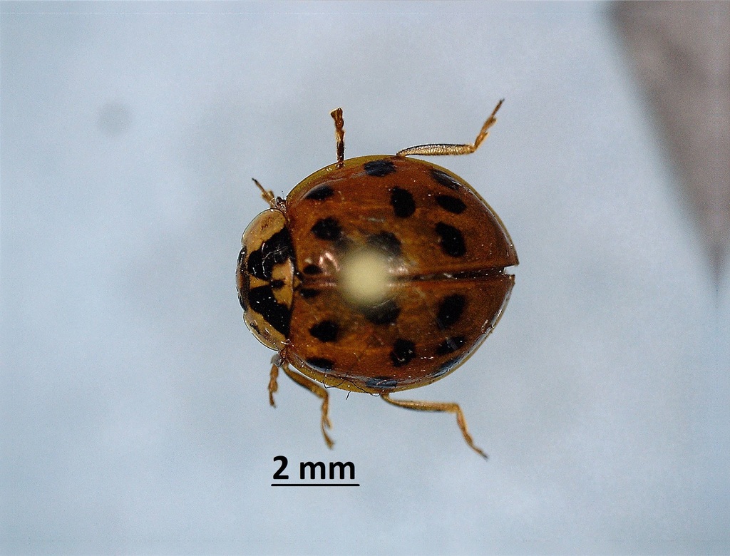 Asian Lady Beetle from Stoke, QC J0B 3G0, Canada on August 1, 2003 by ...