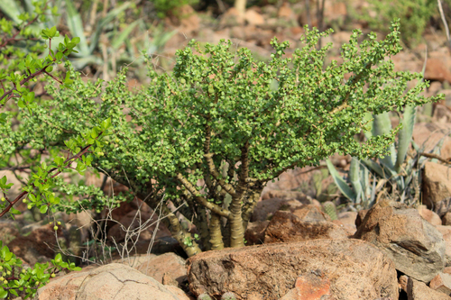 Matacora (Jatropha cuneata)