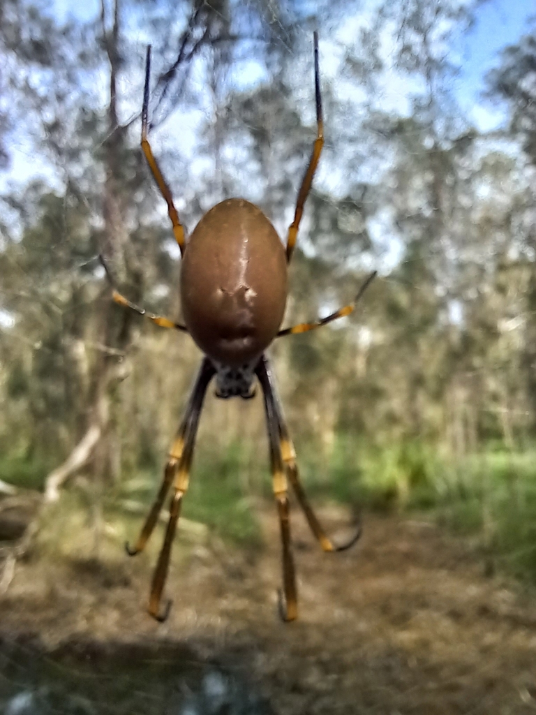 Tiger Spider from Boondall, AU-QL, AU on December 9, 2022 at 07:46 AM ...