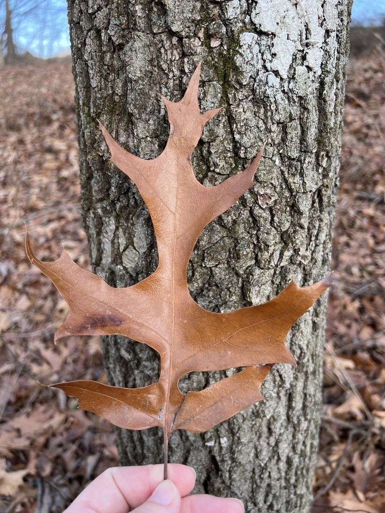 scarlet oak from W Rambo St, Danville, OH, US on December 9, 2022 at 03 ...