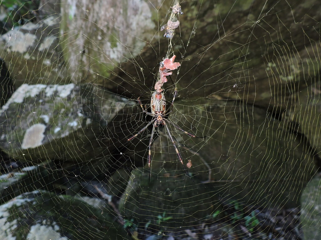 Golden Silk Spider from Cabo Corrientes, Jalisco, Mexico on December 7 ...