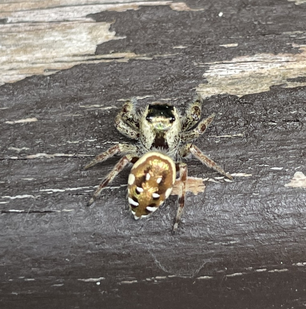 Golden Jumping Spider in August 2022 by Jessee J. Smith · iNaturalist