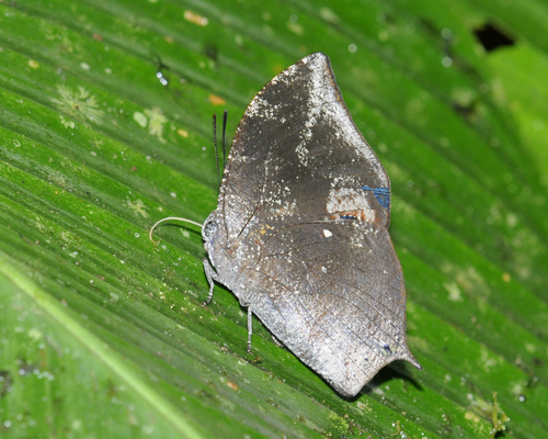 Memphis pseudiphis · iNaturalist