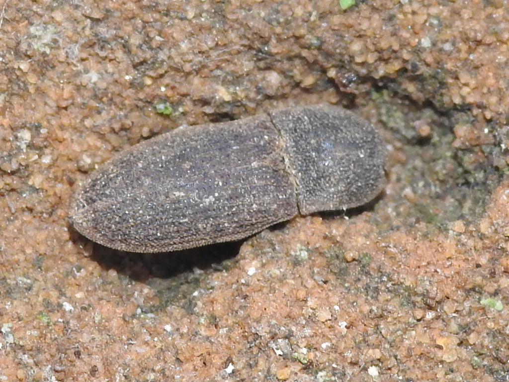 Agrypnus rectangularis from West Meadowbrook, Fort Worth, TX, USA on ...