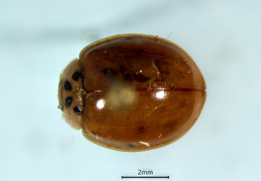 Asian Lady Beetle from Brompton, Sherbrooke, QC, Canada on July 18 ...