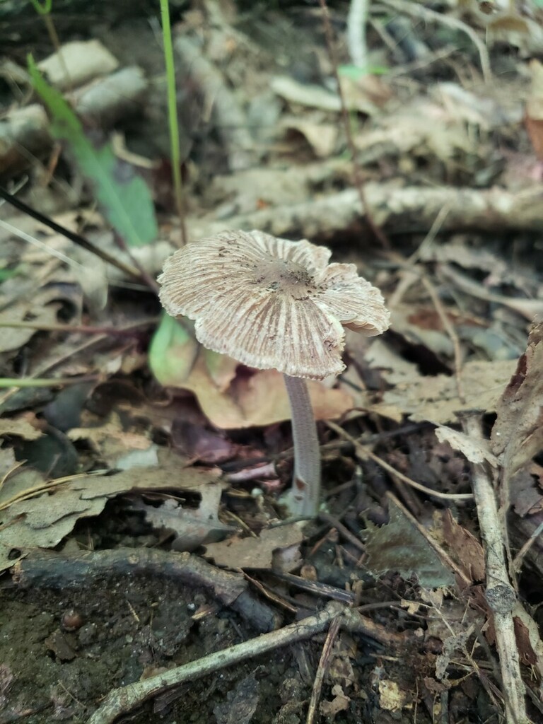 Inocybe insignis from 7550-7598 County Road 600 South, Wabash, Indiana ...