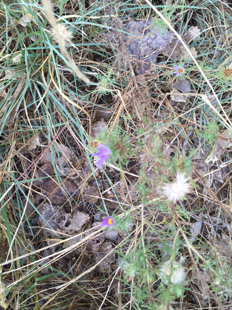 Tahoka daisy from Randall County, US-TX, US on October 3, 2015 at 11:07 ...