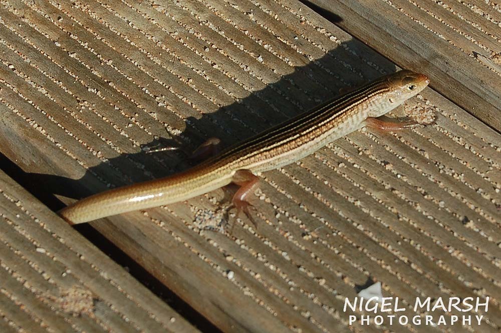 Ctenotus fallens from Monkey Mia WA 6537, Australia on April 07, 2006 ...