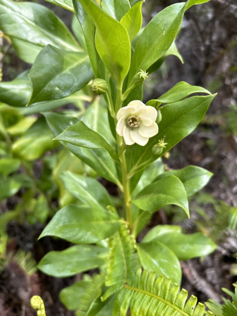Kōkeʻe yellow loosestrife in December 2022 by Spencer Barrett · iNaturalist