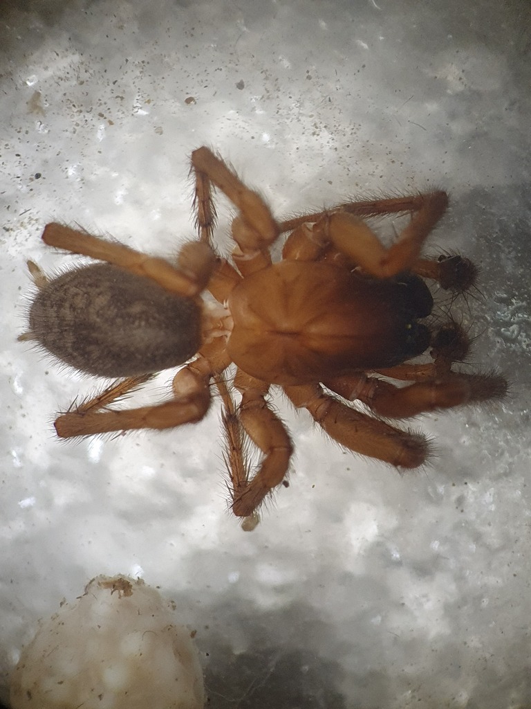 Ground-Living Spider from Tatranska Lomnica, Vysoké Tatry, Slovakia on ...